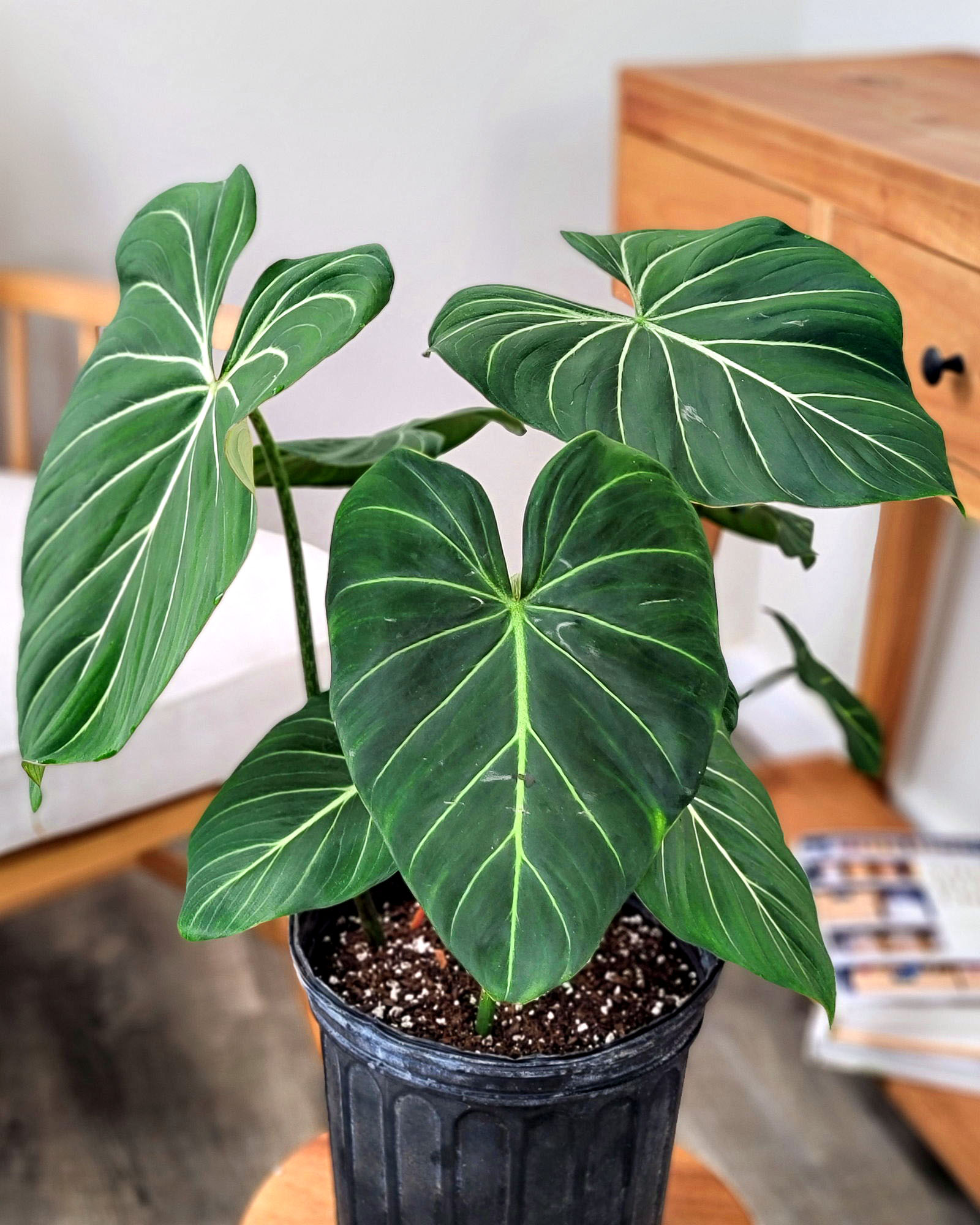 Philodendron gloriosum | PlantVine