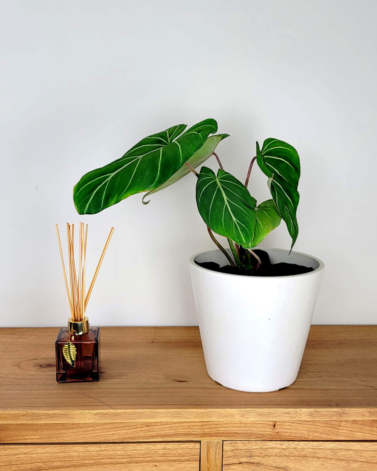 Philodendron gloriosum | PlantVine