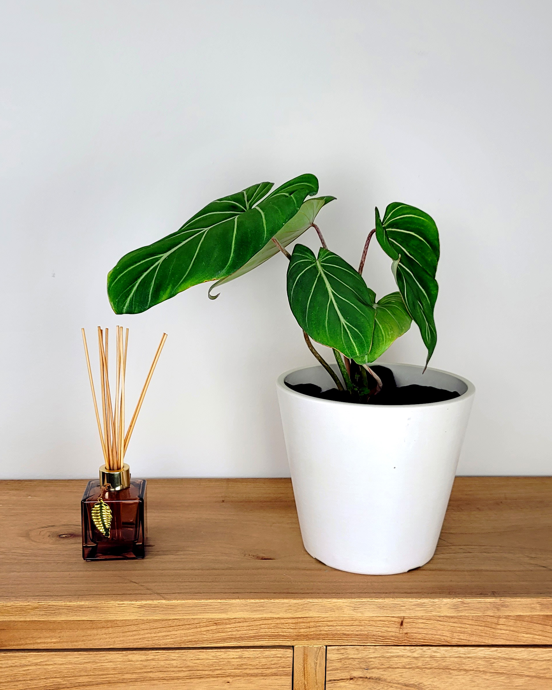 Philodendron gloriosum | PlantVine