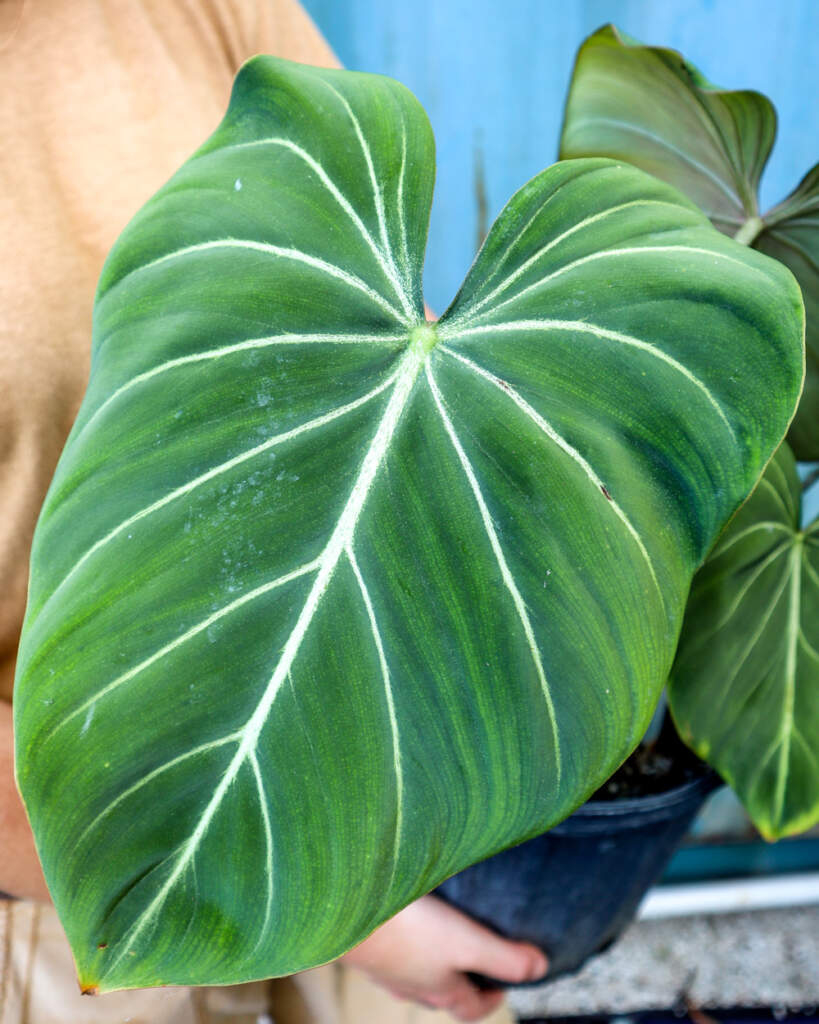 Buy Philodendron gloriosum, Philodendron gloriosum | Free Shipping over ...