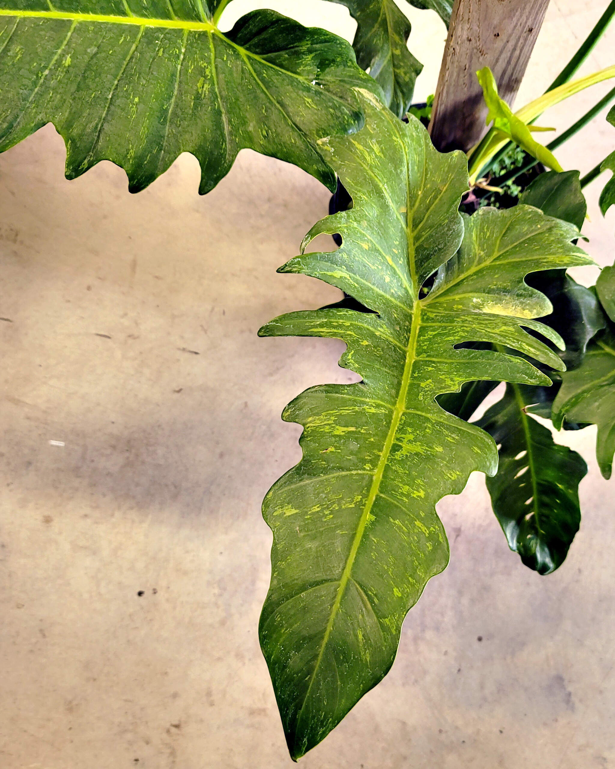 Philodendron ‘Golden Dragon’ | PlantVine