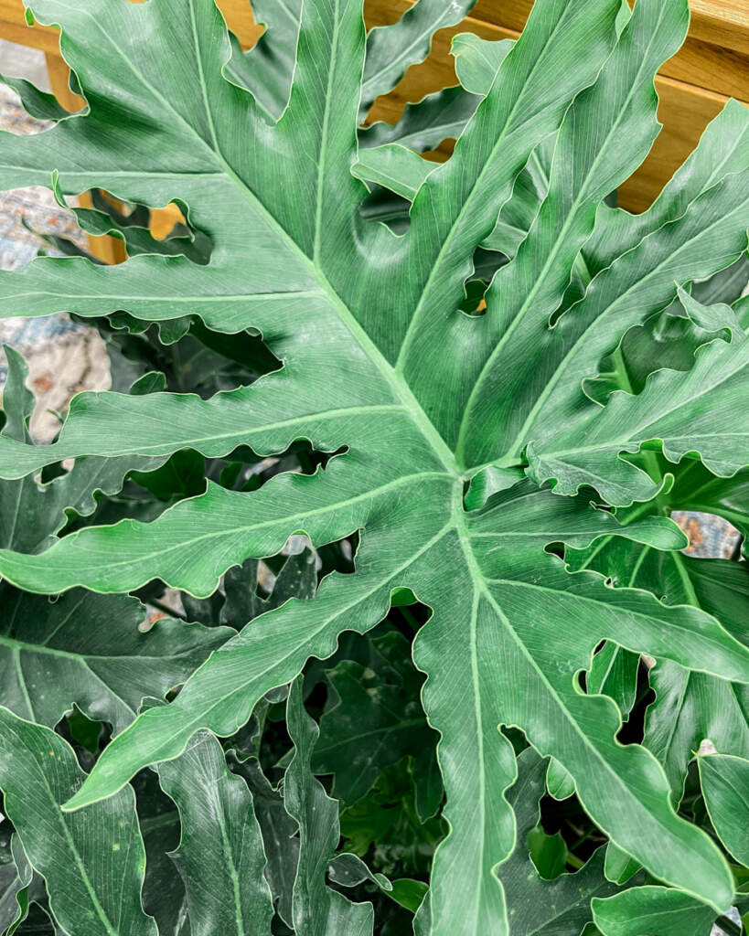 Split-Leaf Philodendron ‘Hope’ | PlantVine