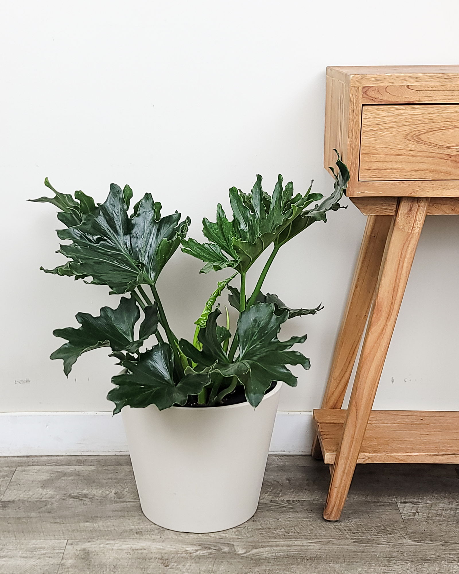 Split-Leaf Philodendron ‘Hope’ | PlantVine