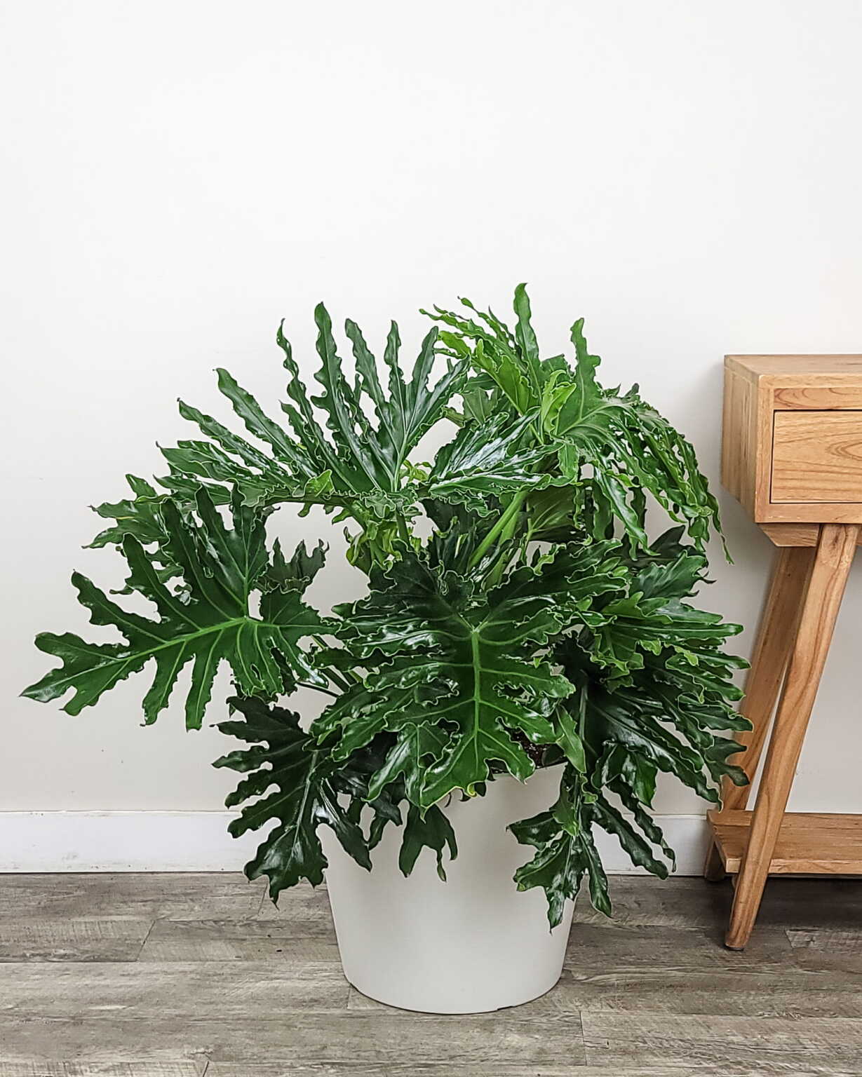 Split-Leaf Philodendron ‘Hope’ | PlantVine