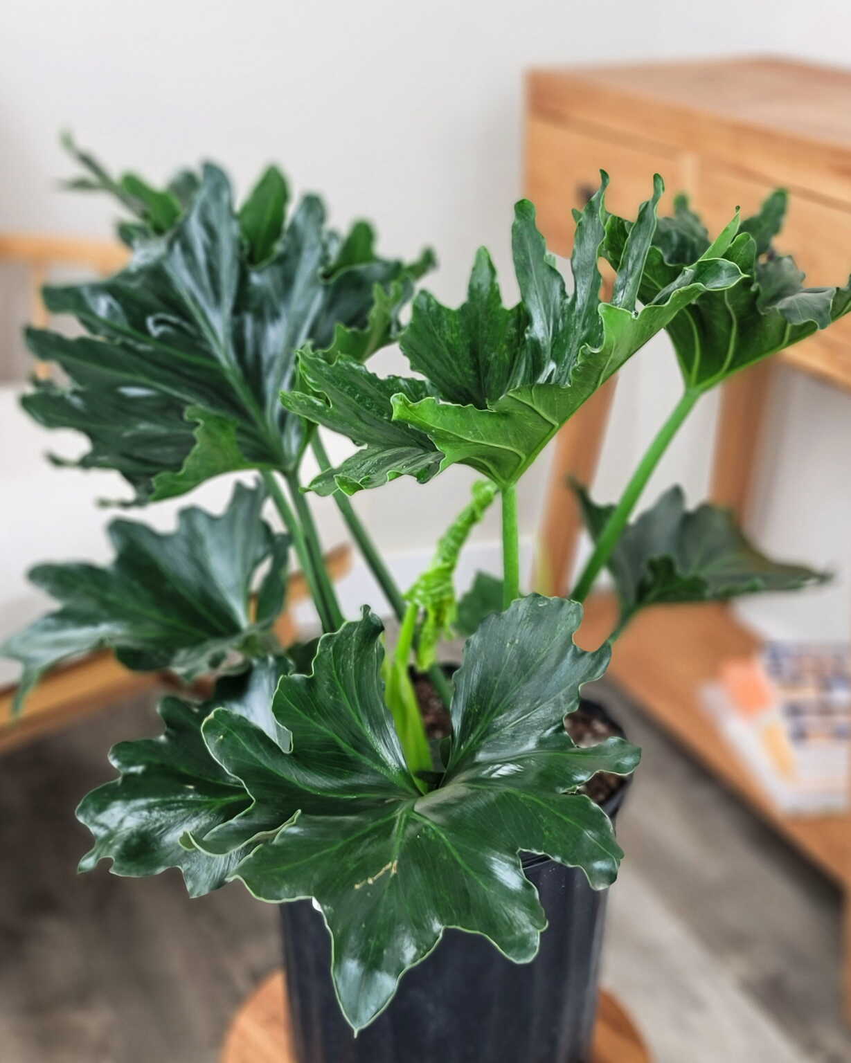 Split-Leaf Philodendron ‘Hope’ | PlantVine