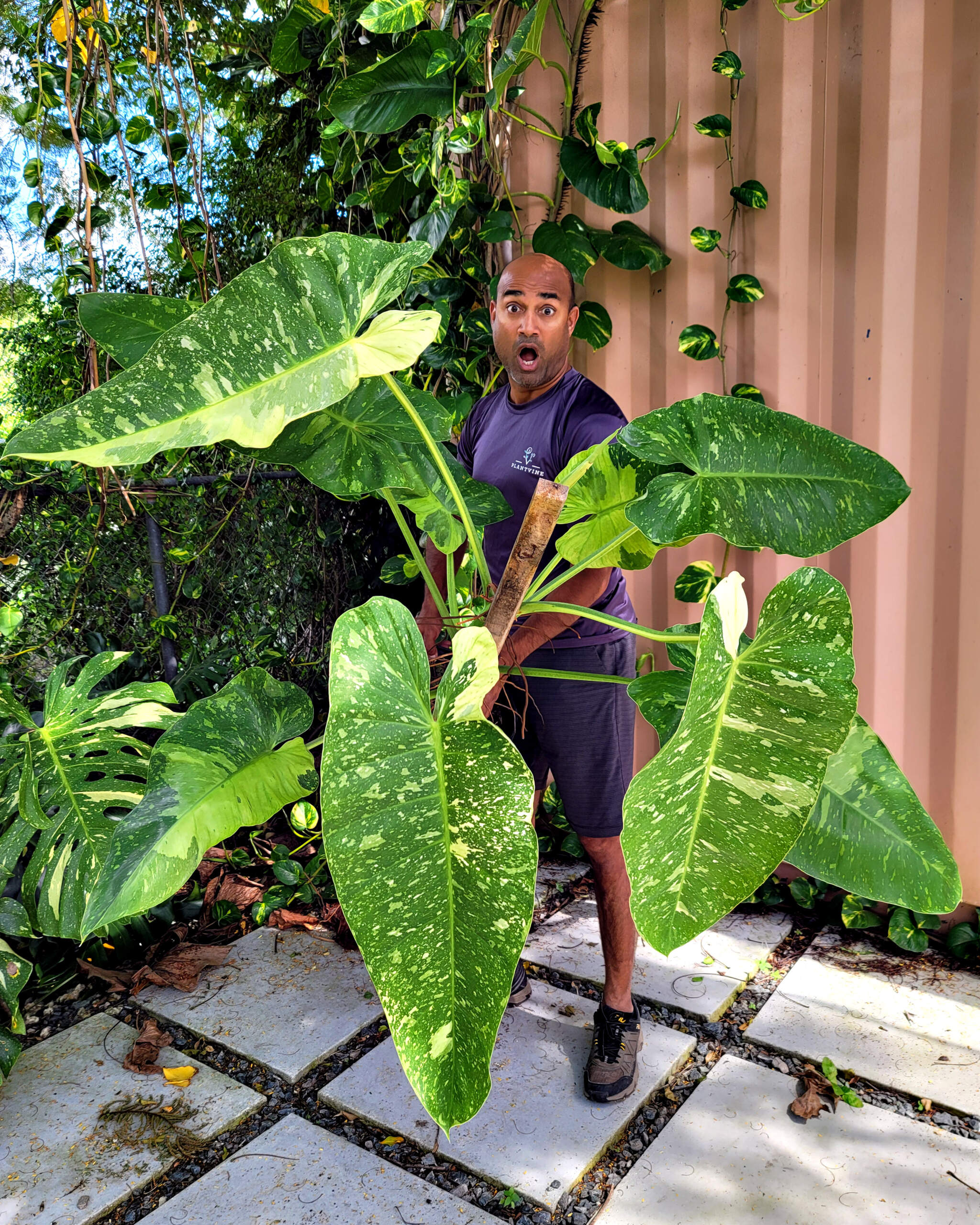 Philodendron ‘Jose Buono’ | PlantVine