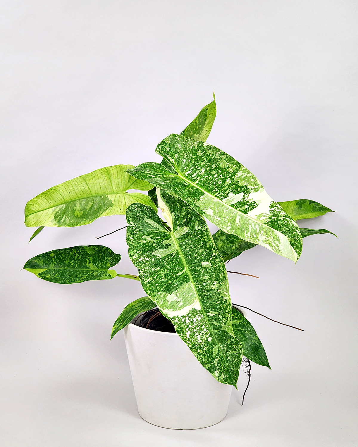 Philodendron ‘Jose Buono’ | PlantVine