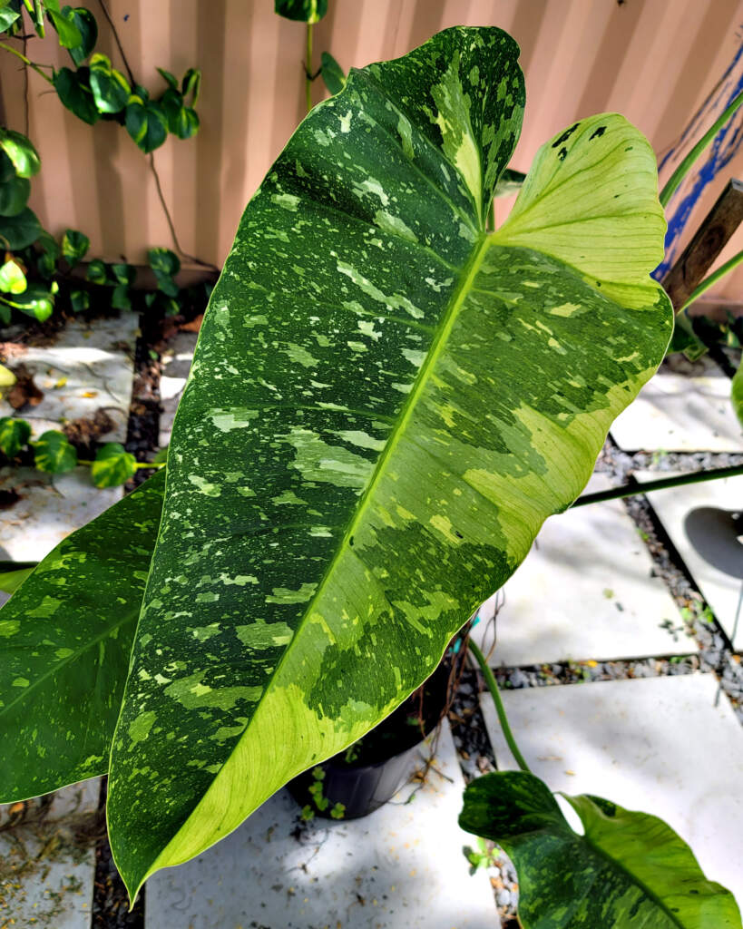 Philodendron ‘Jose Buono’ | PlantVine