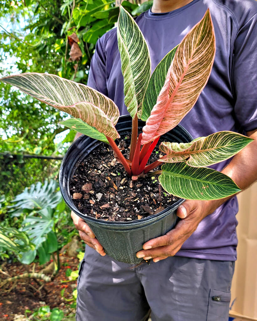 Philodendron birkin ‘Kinky Pinky’ | PlantVine