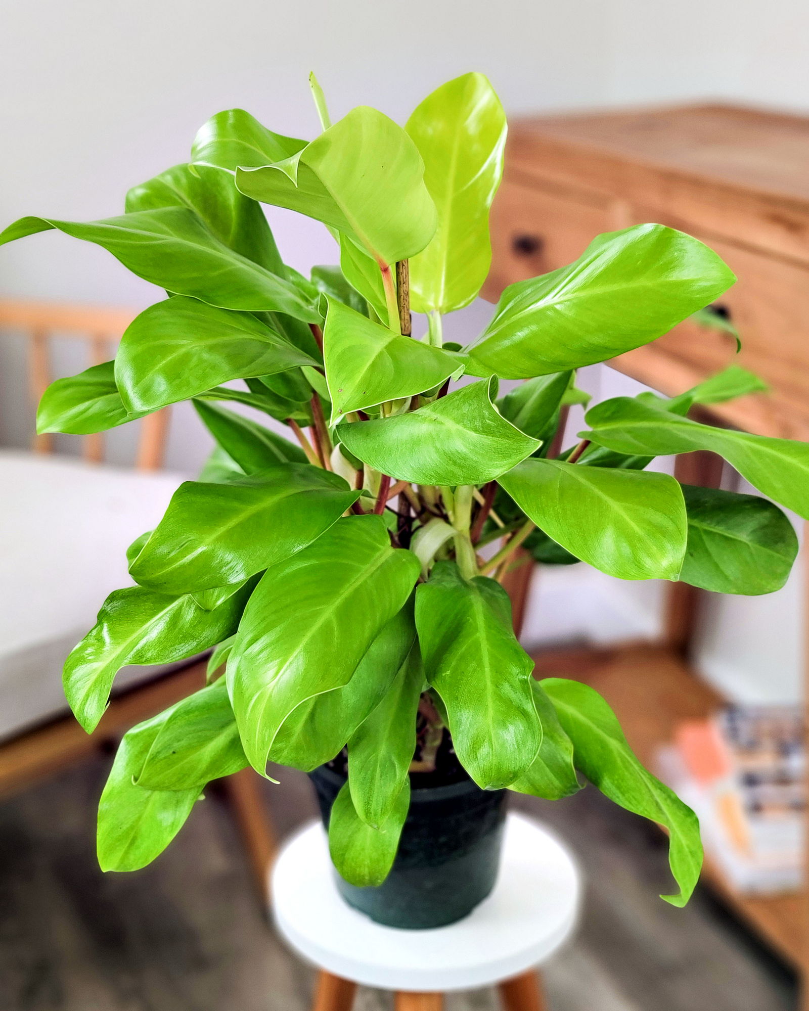 Philodendron ‘Lemon Lime’ | PlantVine
