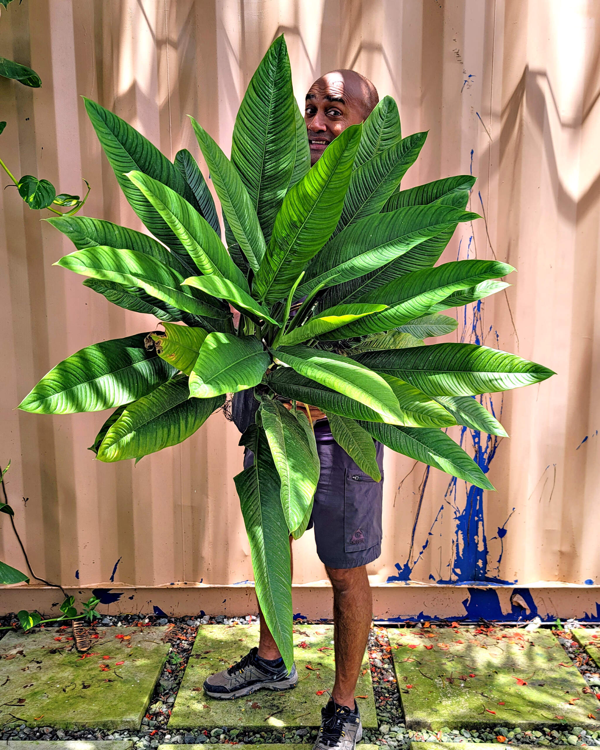 Philodendron campii ‘Lynette’ | PlantVine