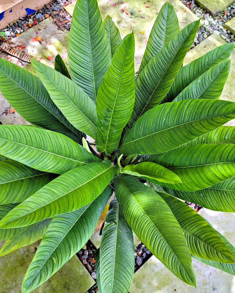 Philodendron campii ‘Lynette’ | PlantVine