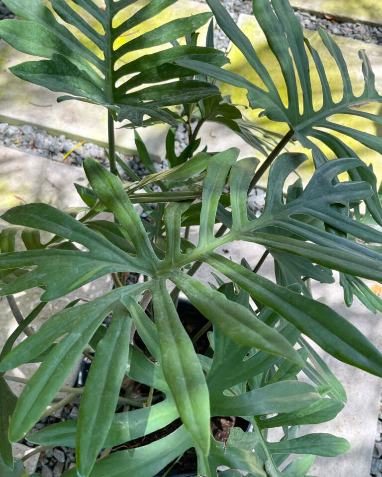 Darryl’s Discoveries | PlantVine