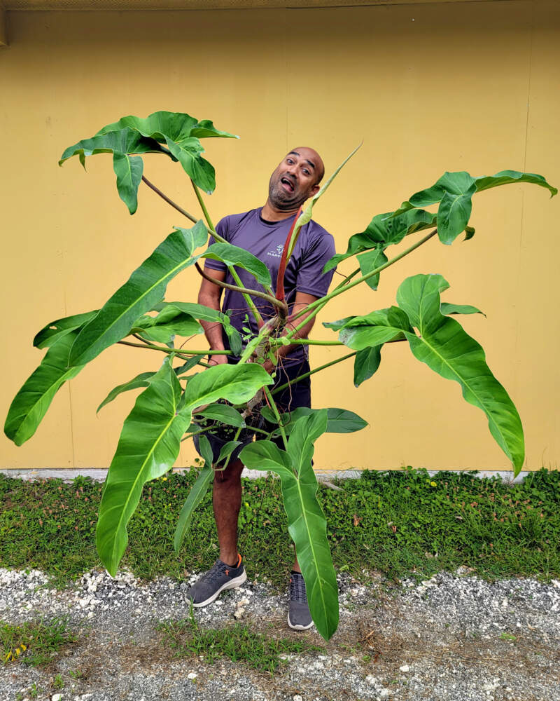 Philodendron mexicanum | PlantVine