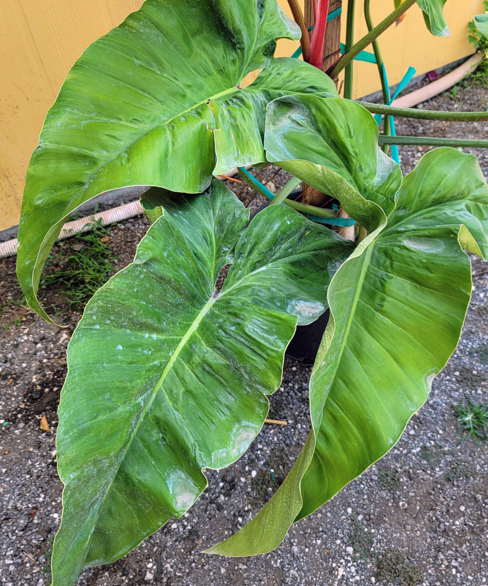Philodendron mexicanum | PlantVine