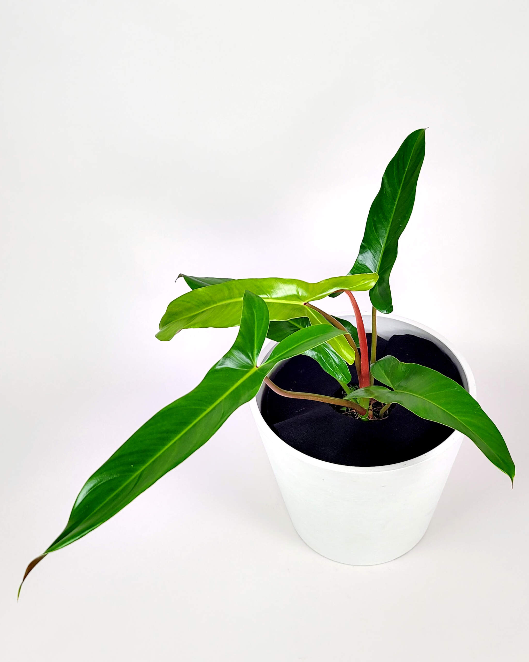 Philodendron mexicanum | PlantVine