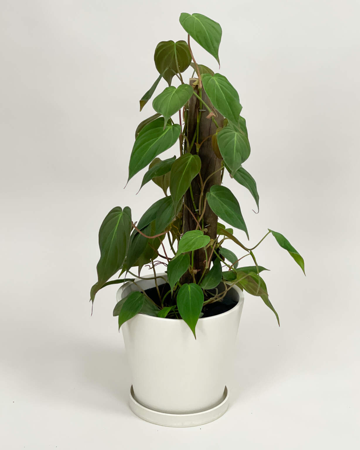 Philodendron Micans | PlantVine