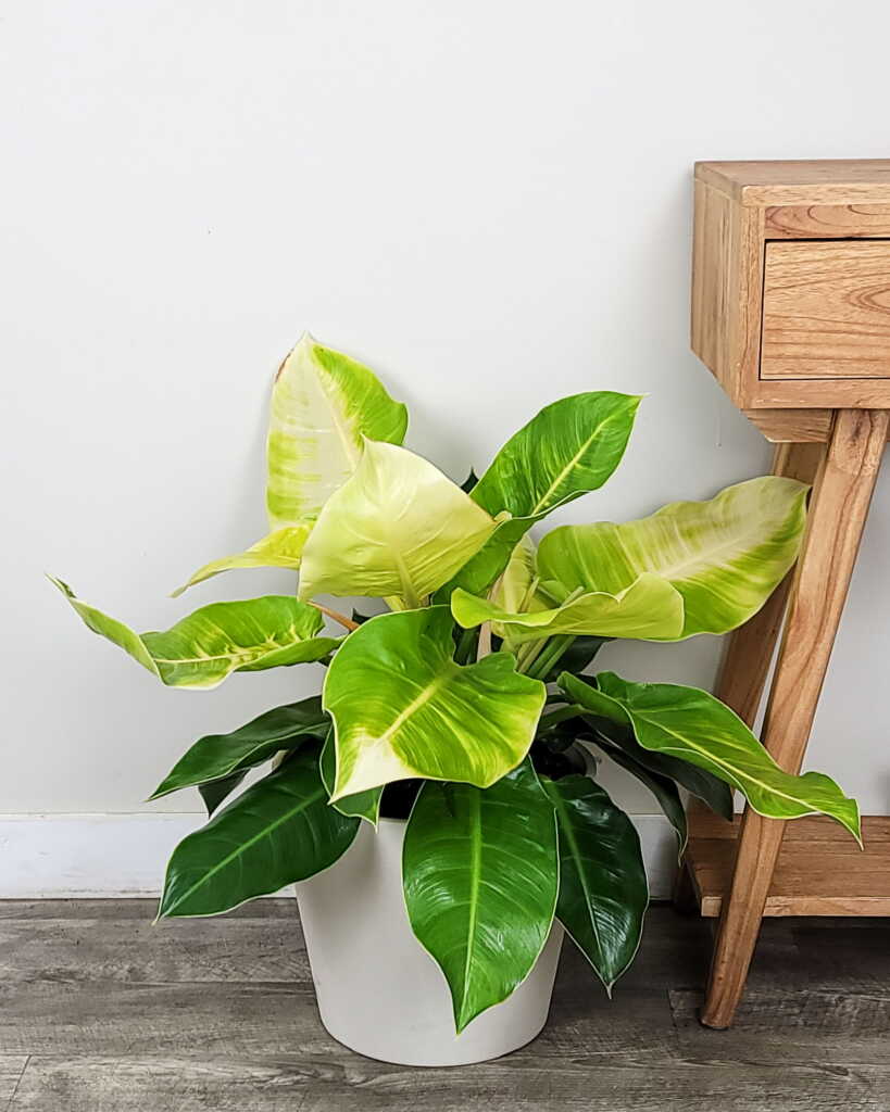 Philodendron ‘Moonlight’ | PlantVine