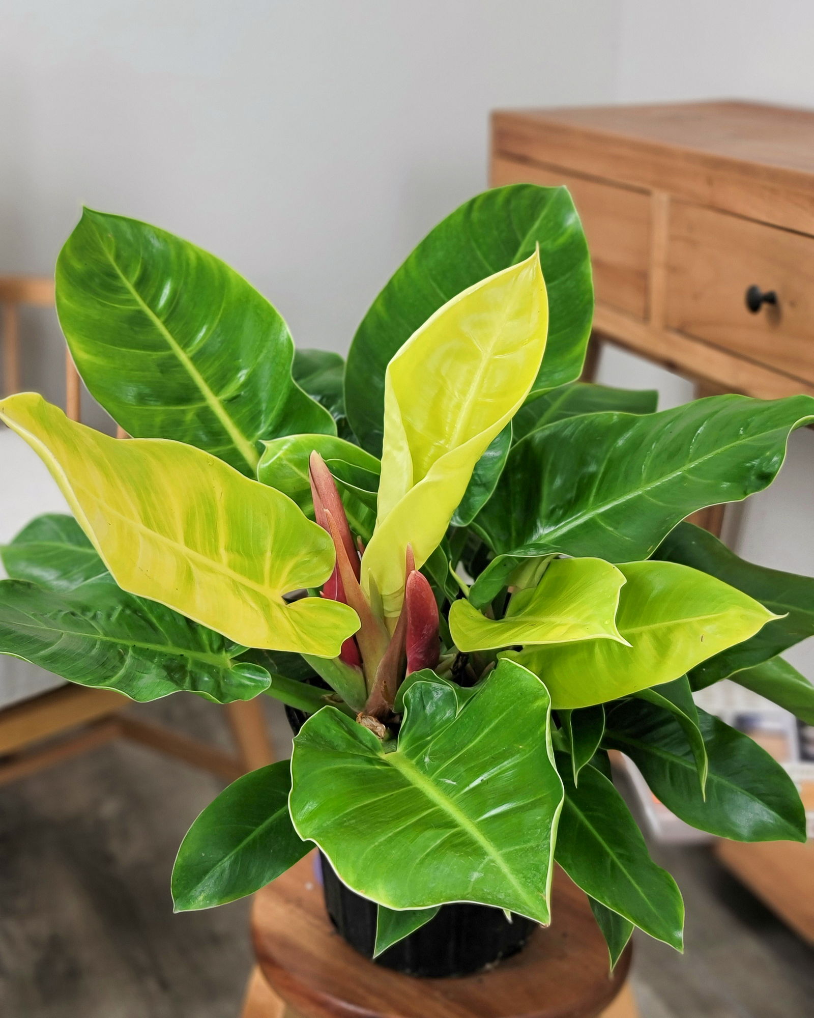 Philodendron ‘Moonlight’ | PlantVine