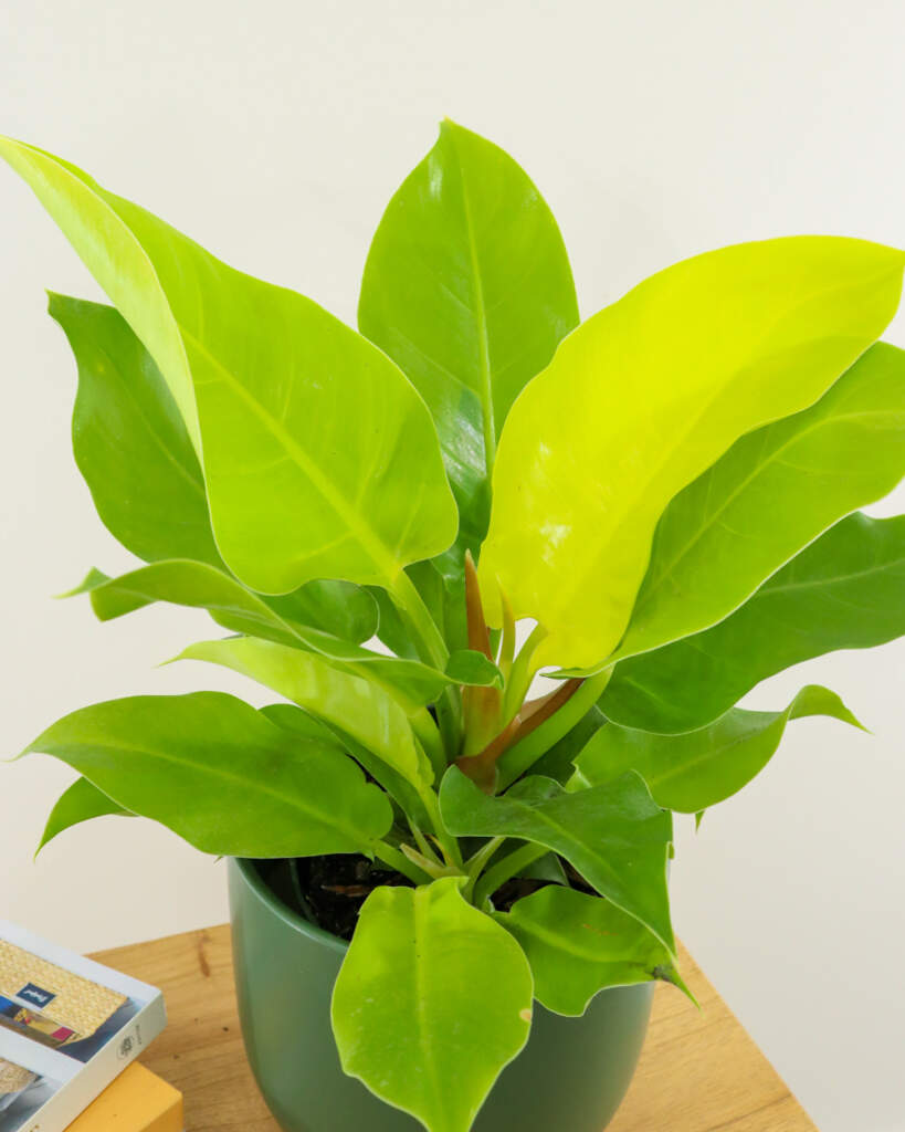 Philodendron ‘Moonlight’ | PlantVine