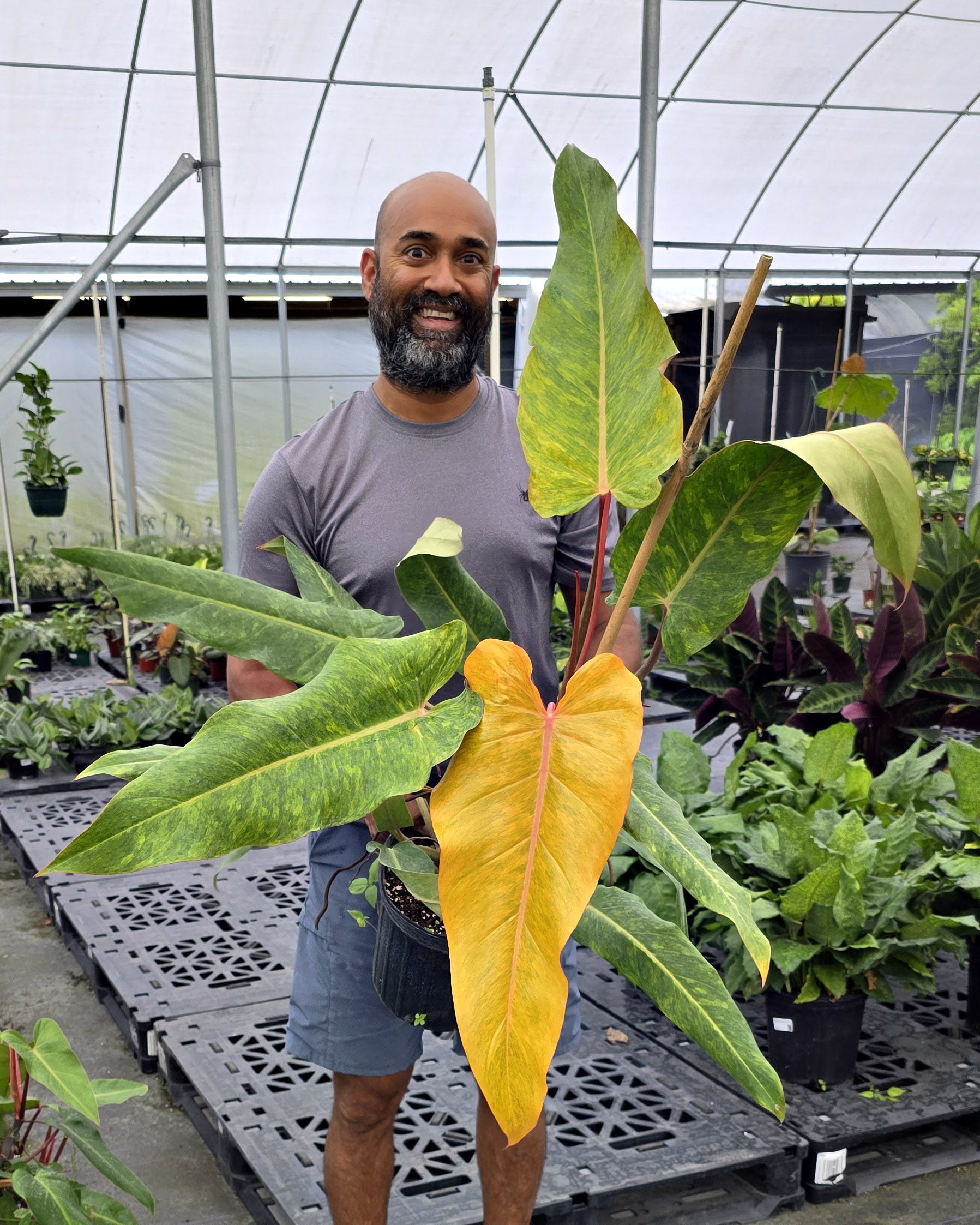 Philodendron ‘Orange Marmalade’ | PlantVine