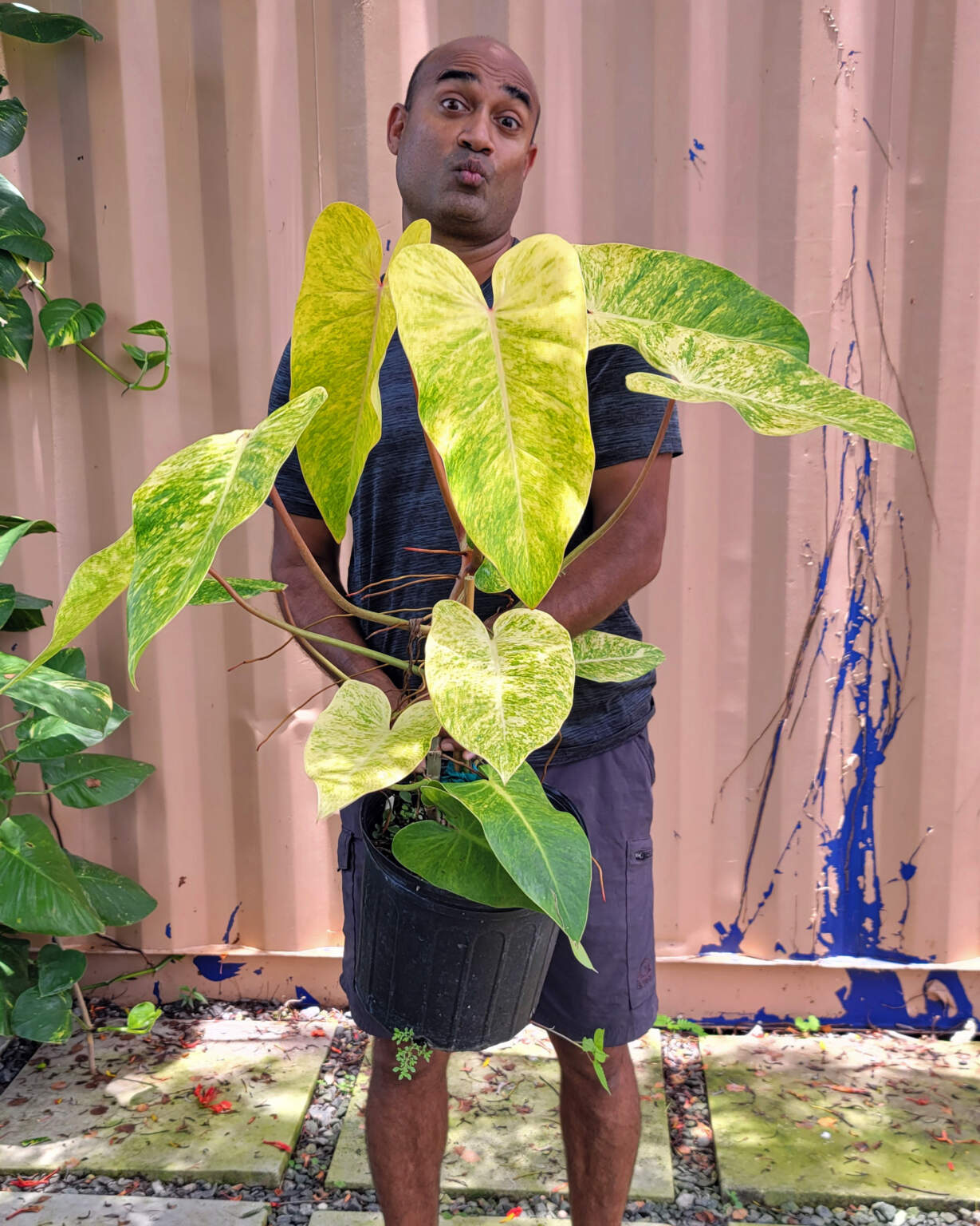 Philodendron ‘Painted Lady’ | PlantVine