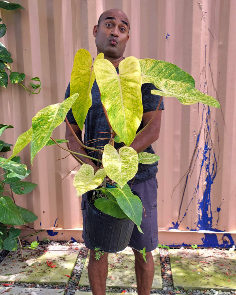 Philodendron ‘Painted Lady’ | PlantVine