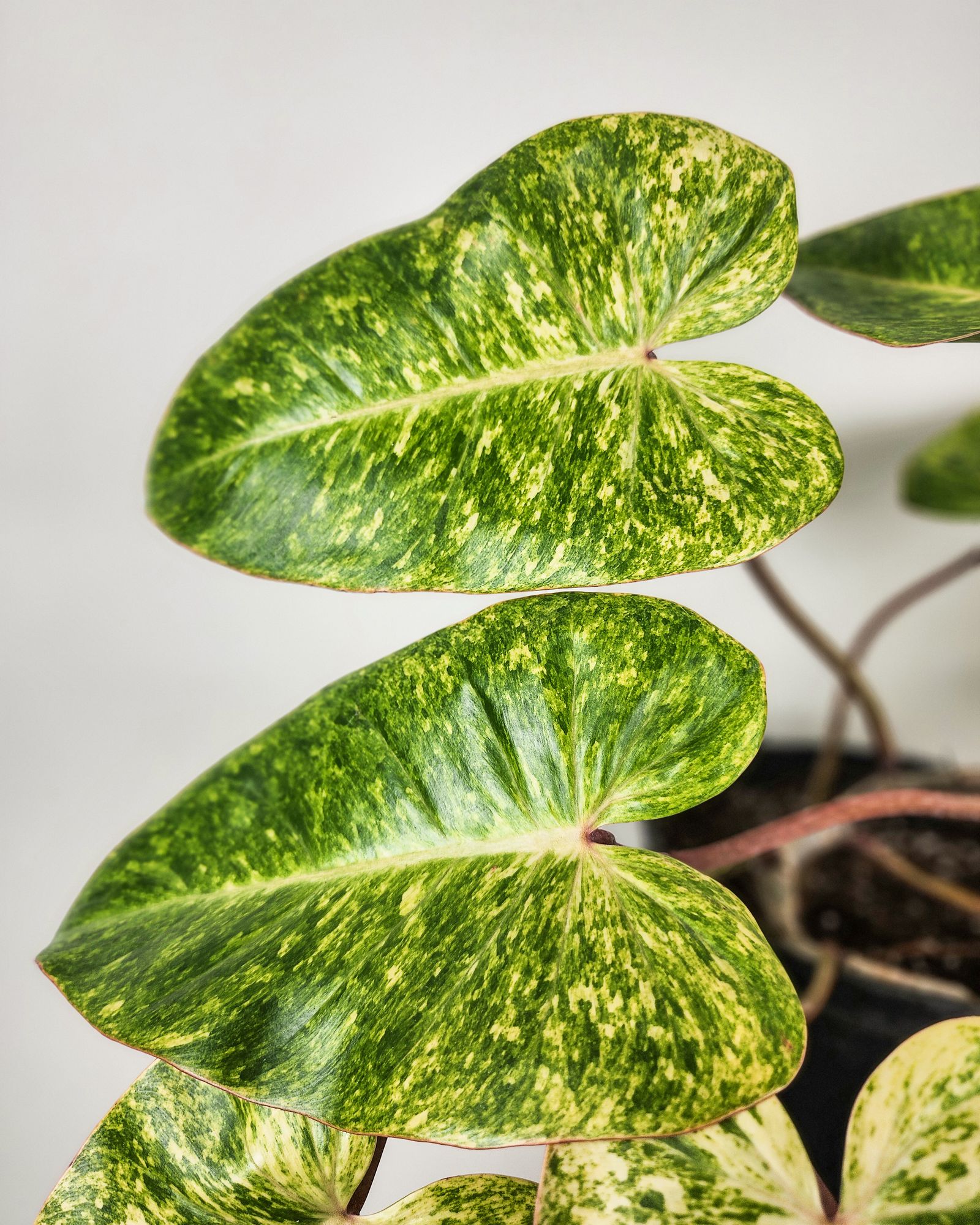 Philodendron ‘Painted Lady’ | PlantVine