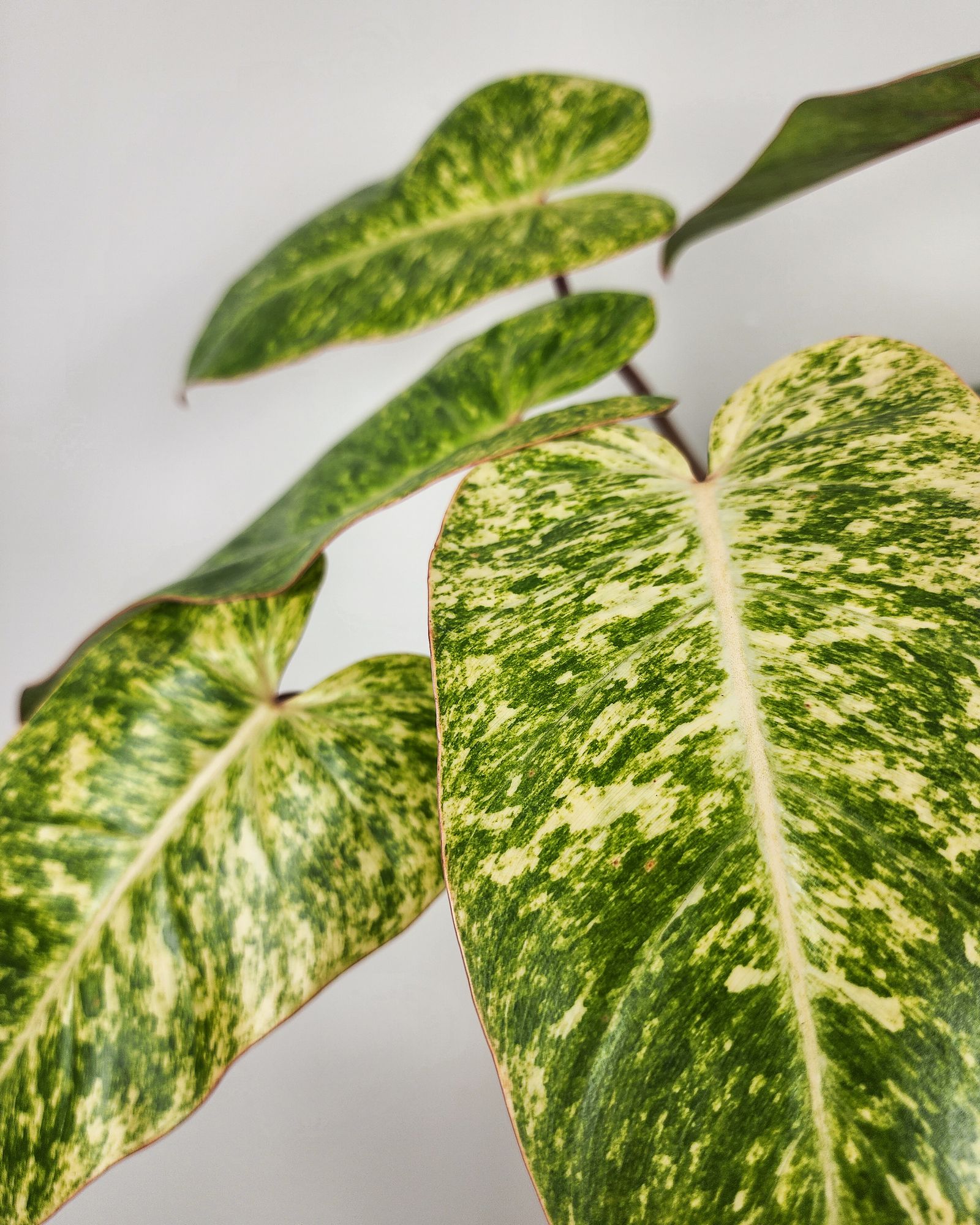 Philodendron ‘Painted Lady’ | PlantVine