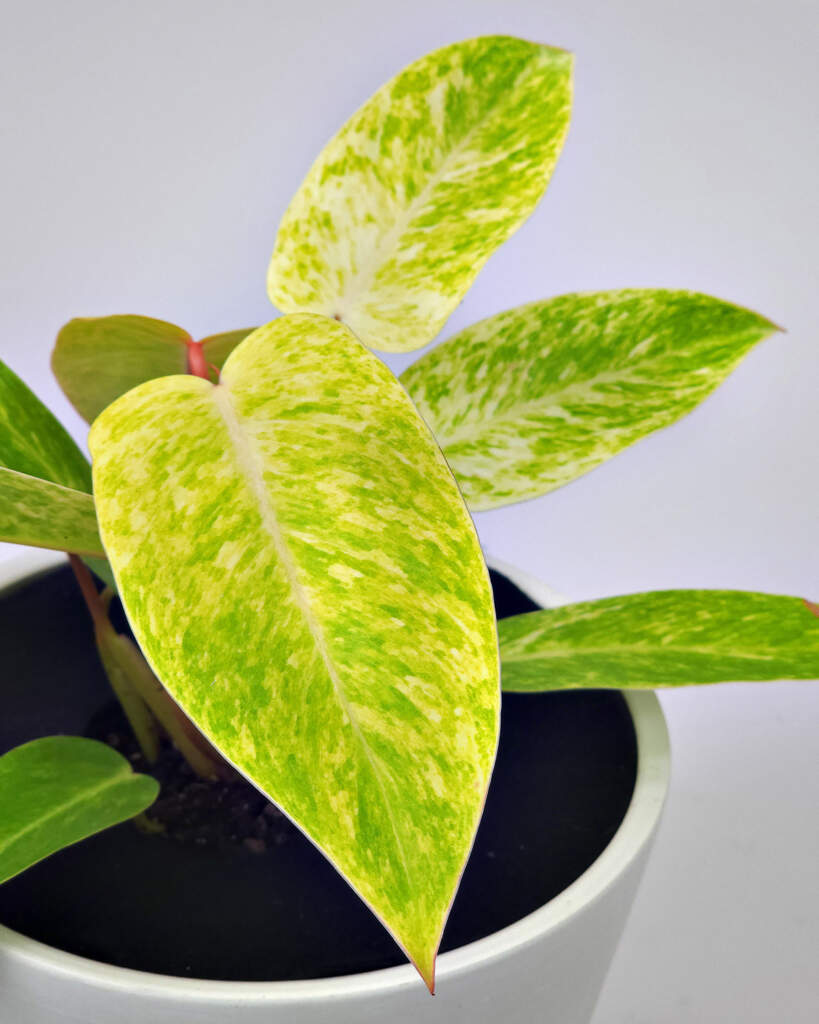 Philodendron ‘Painted Lady’ | PlantVine
