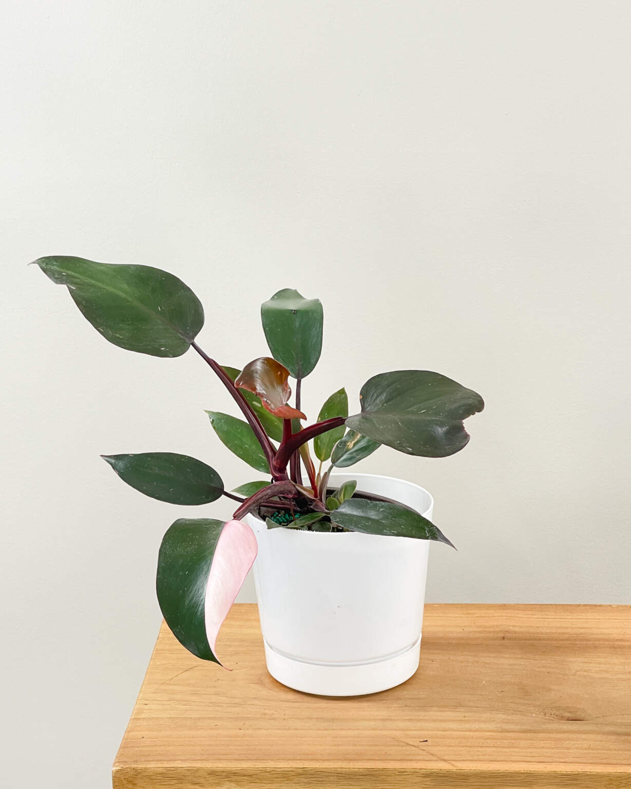 Philodendron ‘Pink Princess’ | PlantVine