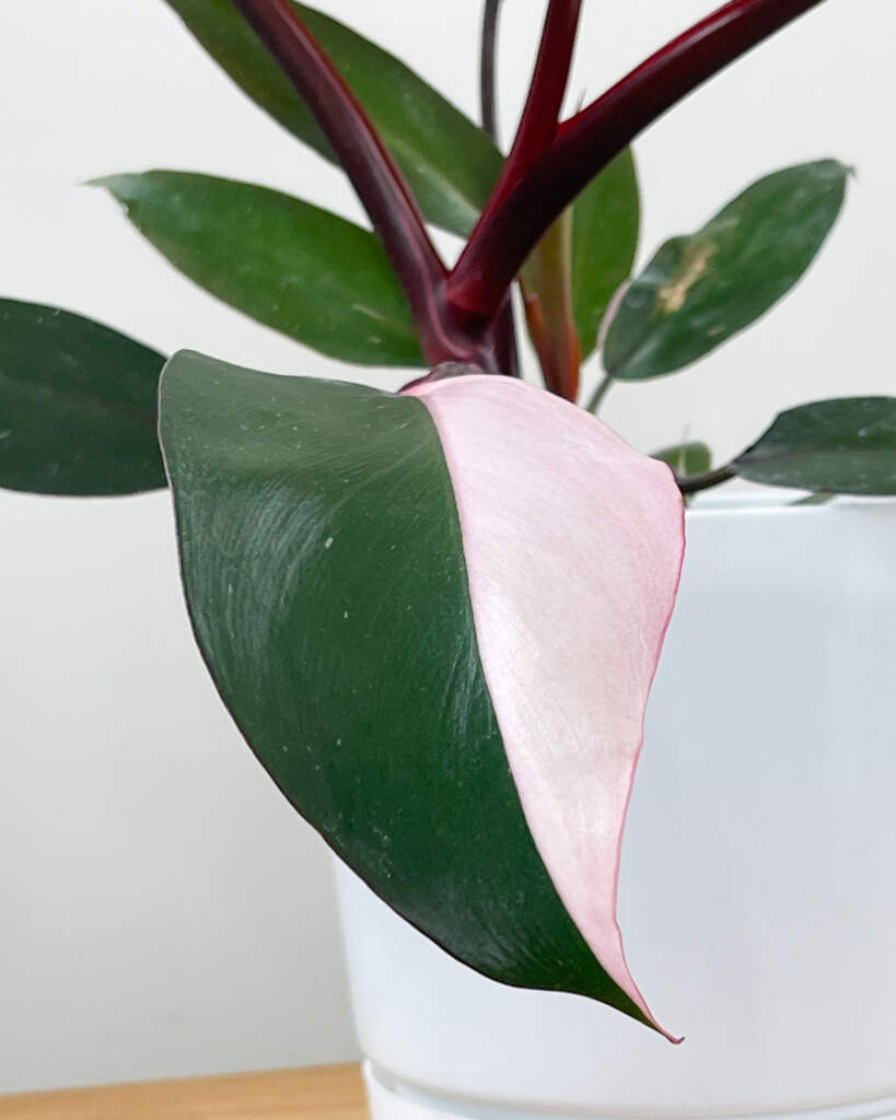 Philodendron ‘Pink Princess’ | PlantVine