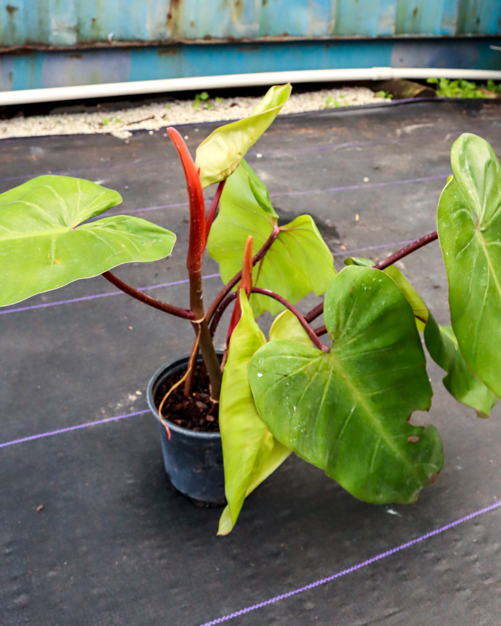 Buy Philodendron 'Emerald Red' | Free Shipping over $100