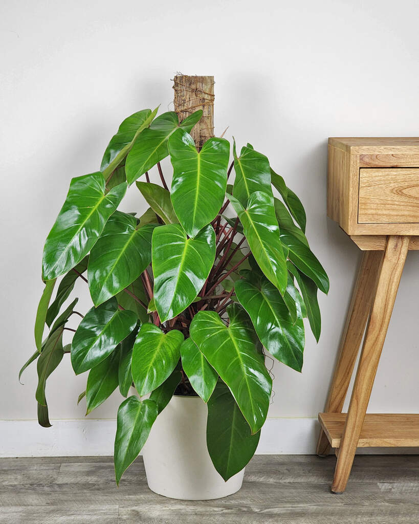Philodendron ‘Emerald Red’ | PlantVine