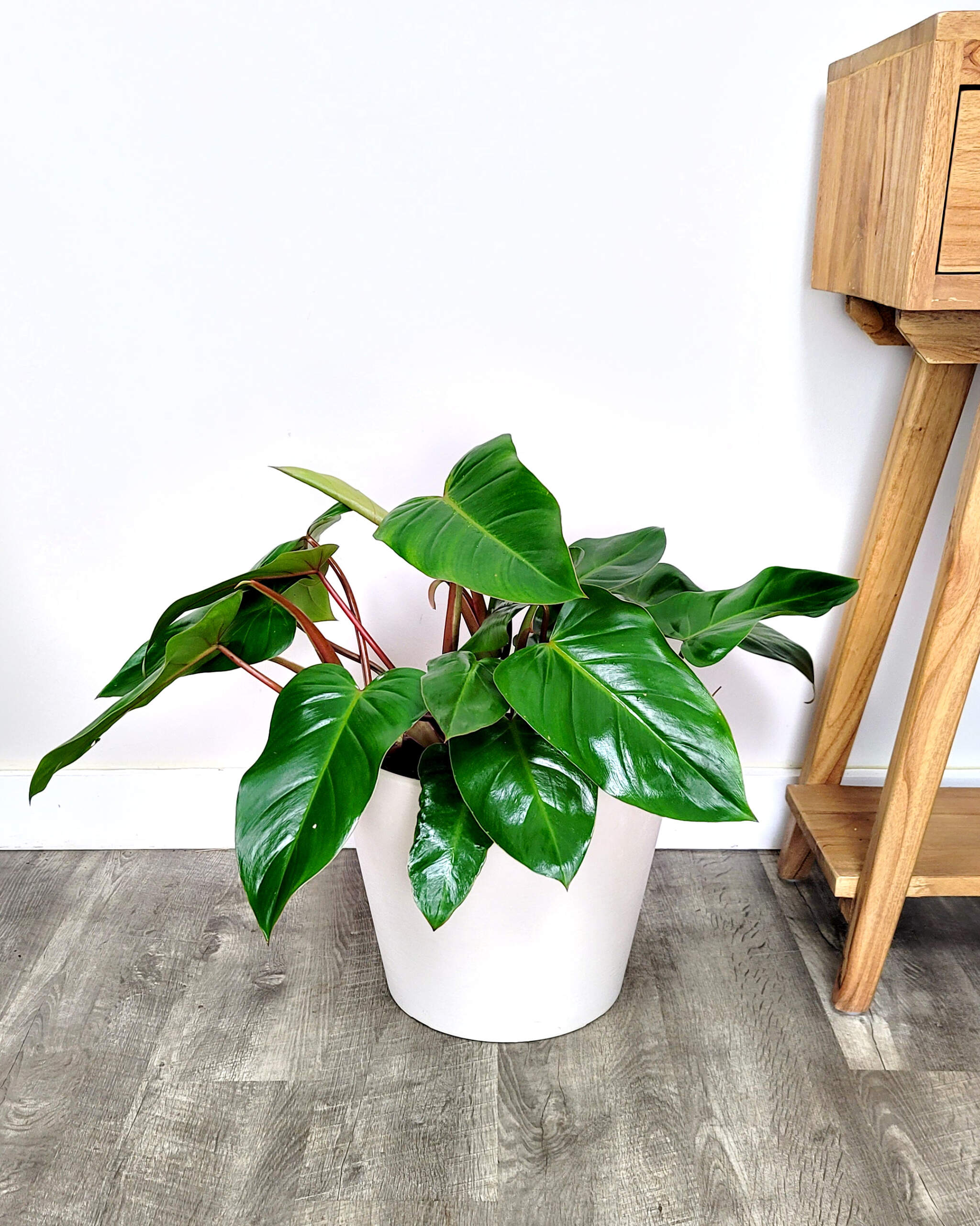 Philodendron ‘Emerald Red’ | PlantVine