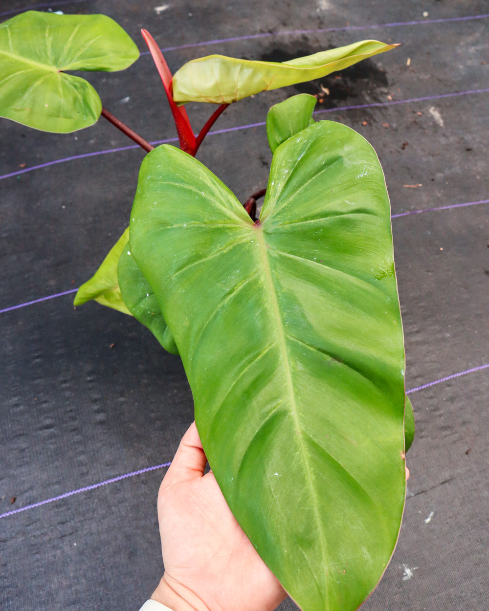 Buy Philodendron 'Emerald Red' | Free Shipping over $100