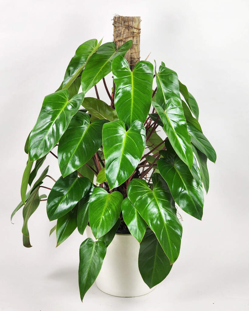 Philodendron ‘Emerald Red’ | PlantVine