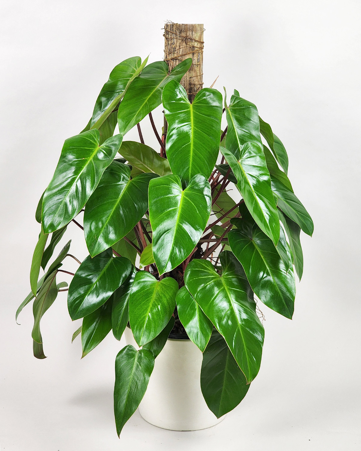 Philodendron ‘Emerald Red’ | PlantVine