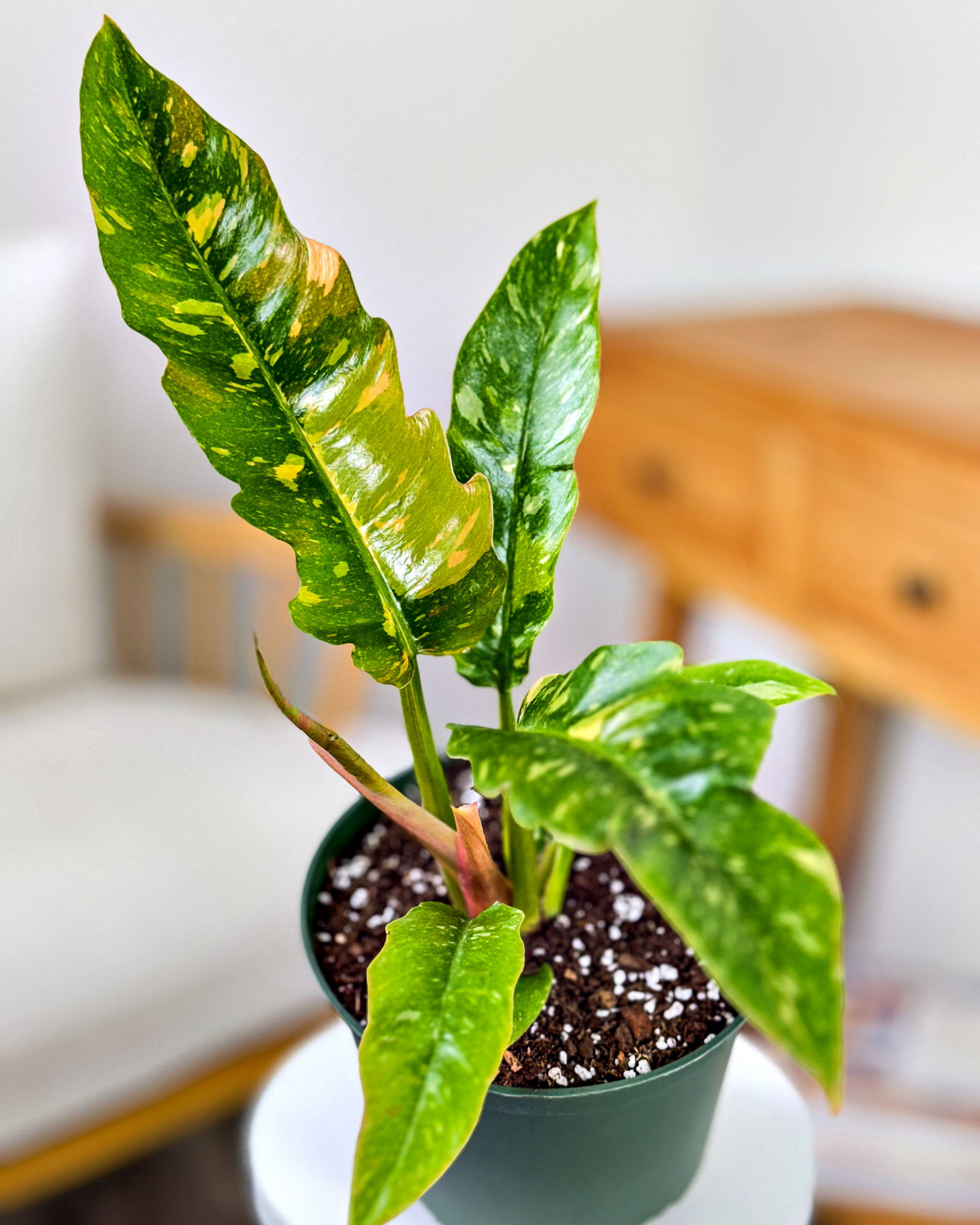 Philodendron ‘Ring of Fire’ | PlantVine