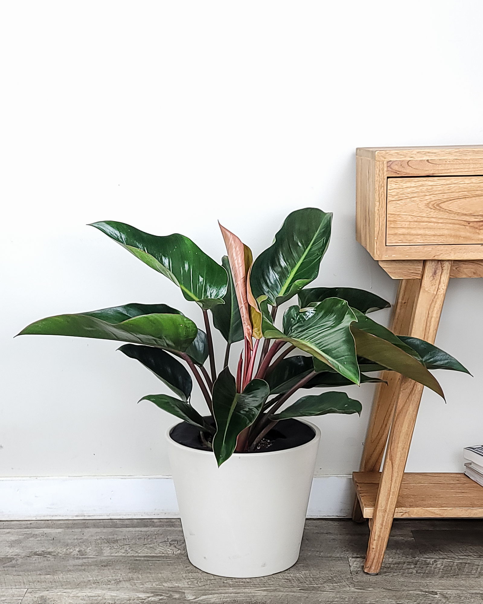 Red Congo Philodendron | PlantVine