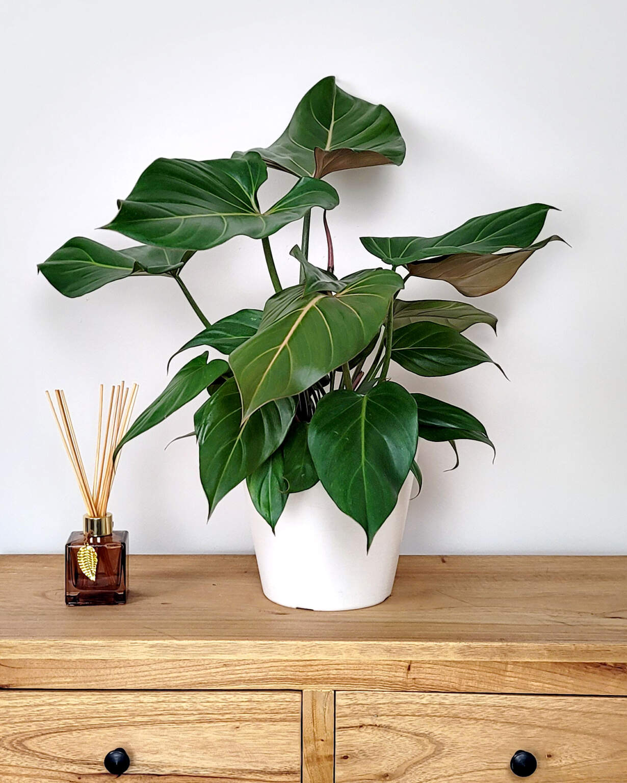 Philodendron ‘Summer Glory’ | PlantVine