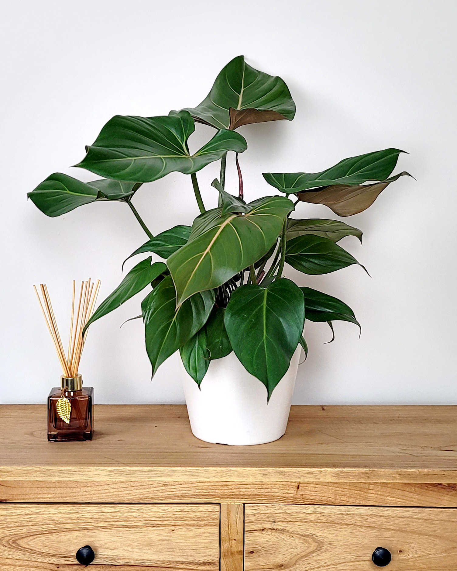 Philodendron ‘Summer Glory’ | PlantVine