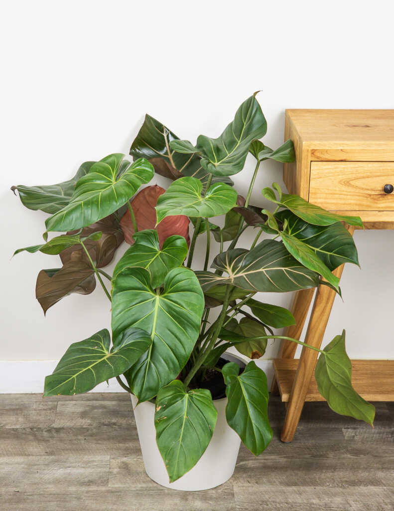 Philodendron ‘Summer Glory’ | PlantVine