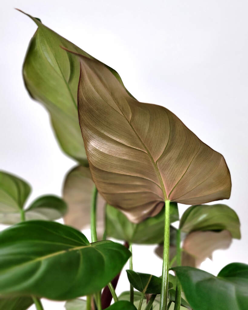 Philodendron ‘Summer Glory’ | PlantVine