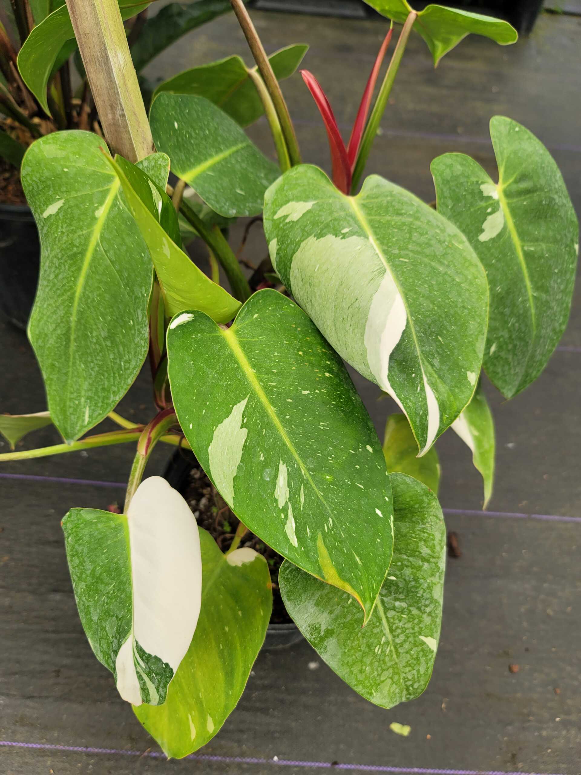 Philodendron ‘White Princess’ | PlantVine