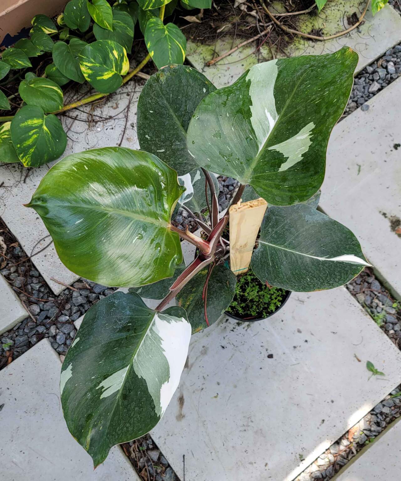 Philodendron ‘White Wizard’ | PlantVine Philodendron ‘White Wizard’ | PlantVine