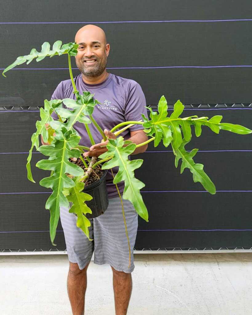 Darryl’s Discoveries | PlantVine