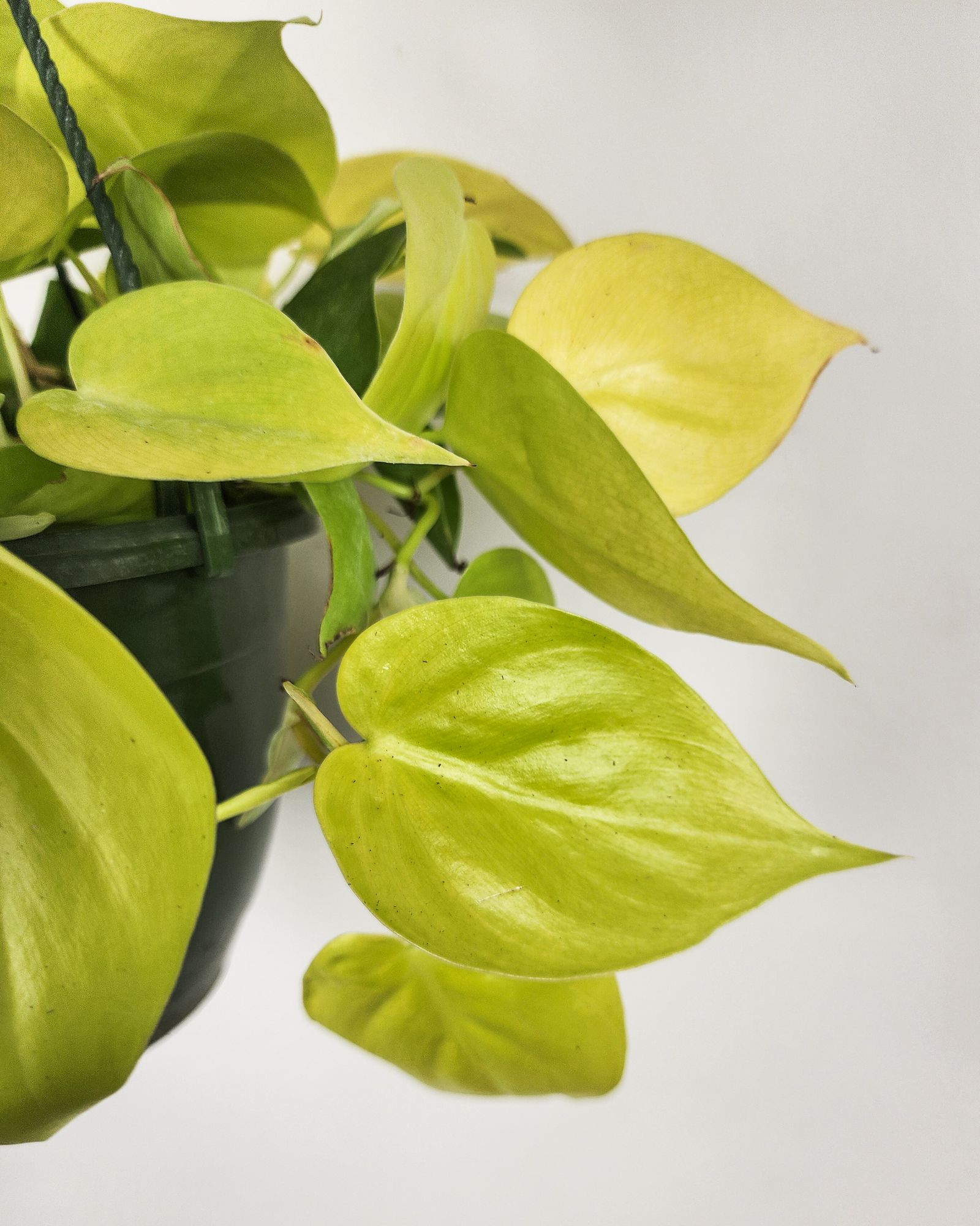 Neon Heart-Leaf Philodendron | PlantVine
