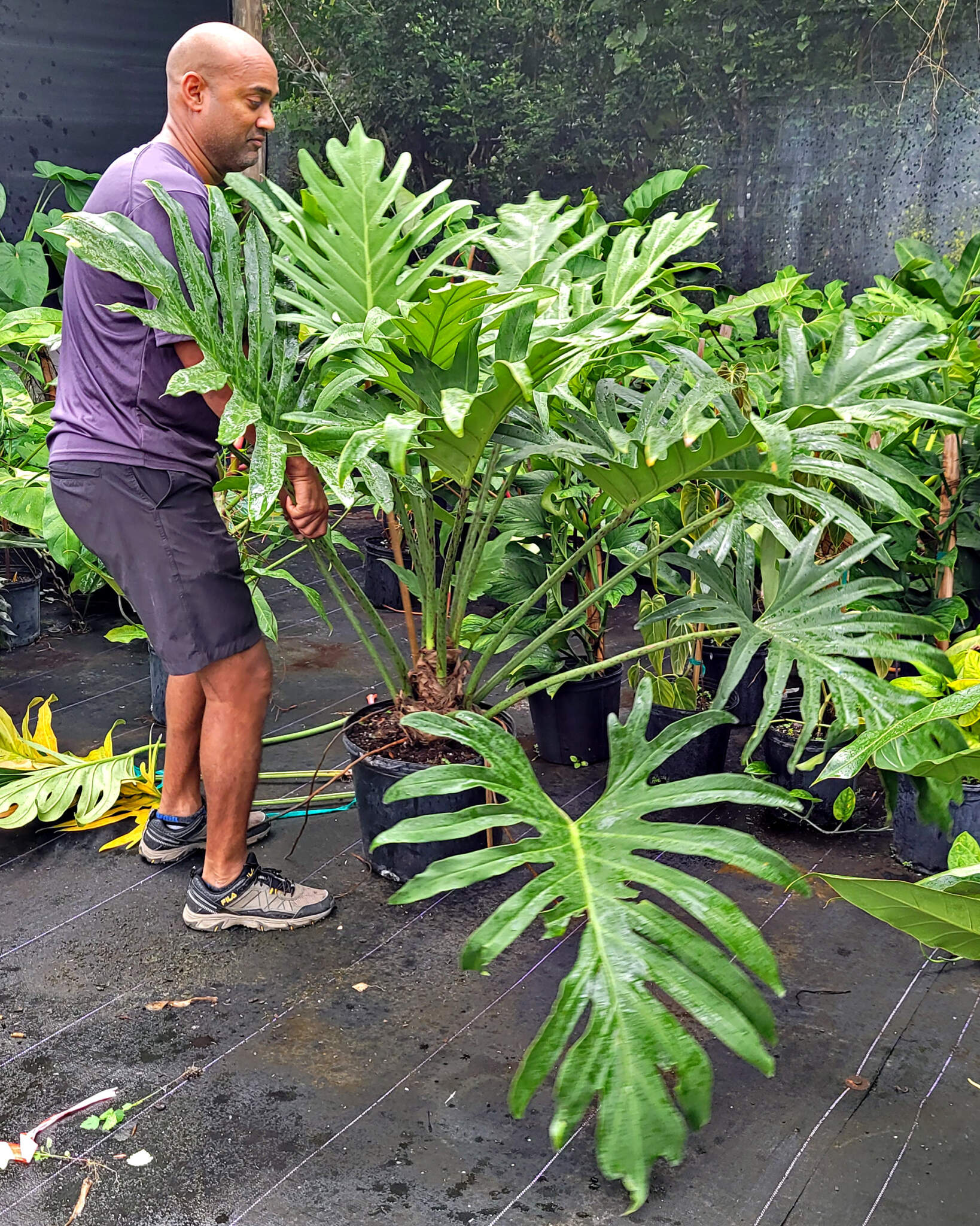 Philodendron pinnatifidum | PlantVine