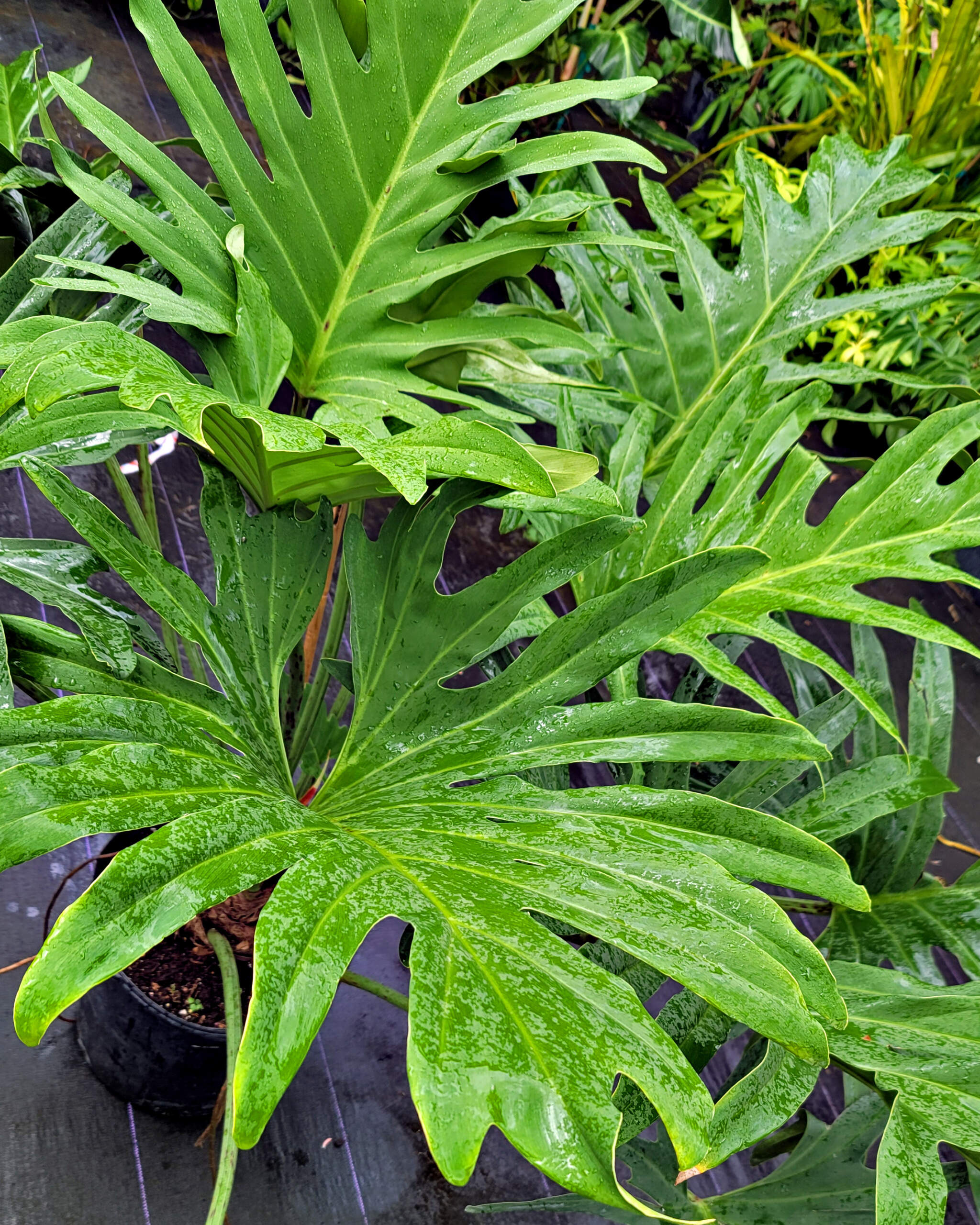 Philodendron pinnatifidum | PlantVine